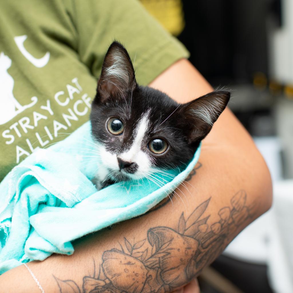 Save cats and kittens with a donation to Stray Cat Alliance