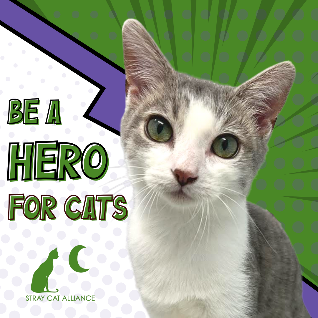 Stray Cat Alliance - Be a Hero for Cats!