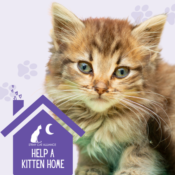 Stray Cat Alliance - Help a Kitten Home!
