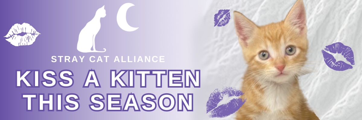 Kiss a Kitten This Season! Donate to Support Stray Cat Alliance as ...