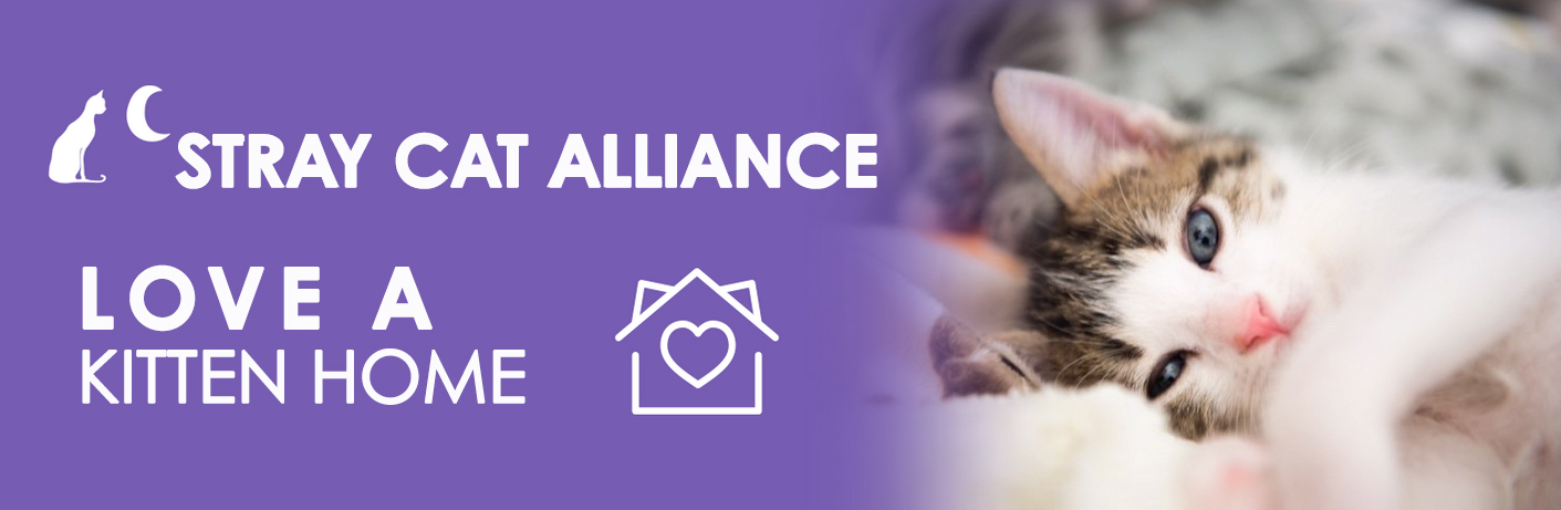 Stray Cat Alliance - Love a Kitten Home!