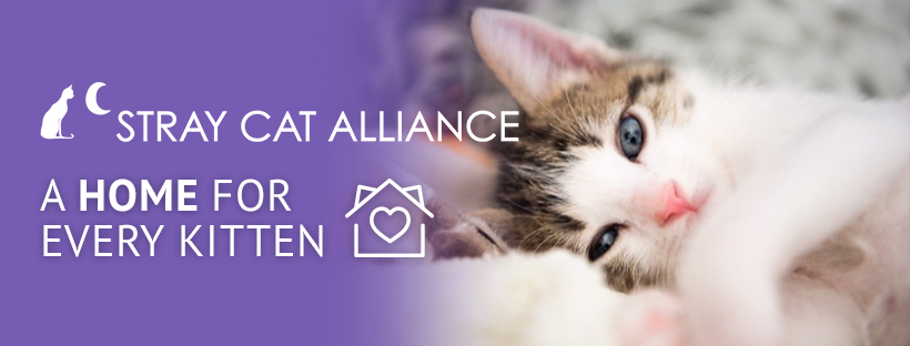 Save cats and kittens with a donation to Stray Cat Alliance