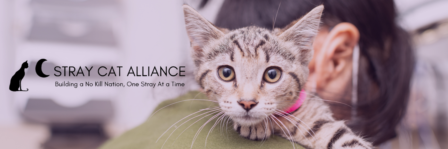 Save cats and kittens with a donation to Stray Cat Alliance