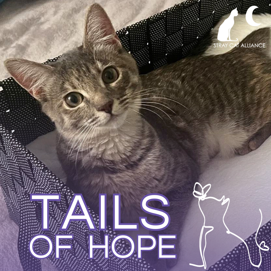 Stray Cat Alliance - Tails of Hope