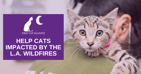 Stray Cat Alliance - Help Cats Affected By the Los Angeles Wildfires